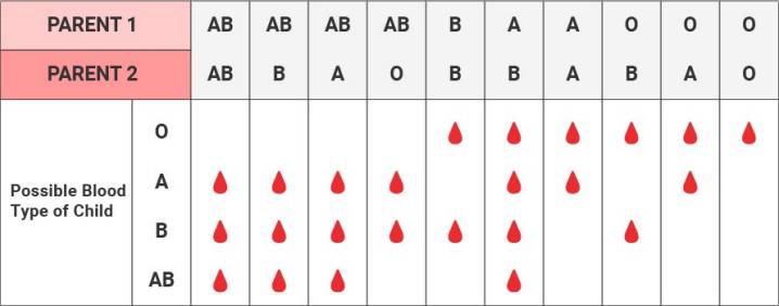 Blood Types Explained - A, B, AB and O | Red Cross Blood Services